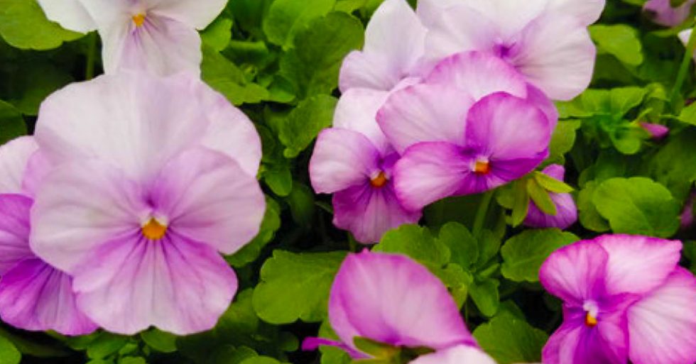 Plant Violas Now For Fall To Spring Color | Senior Scene Magazine